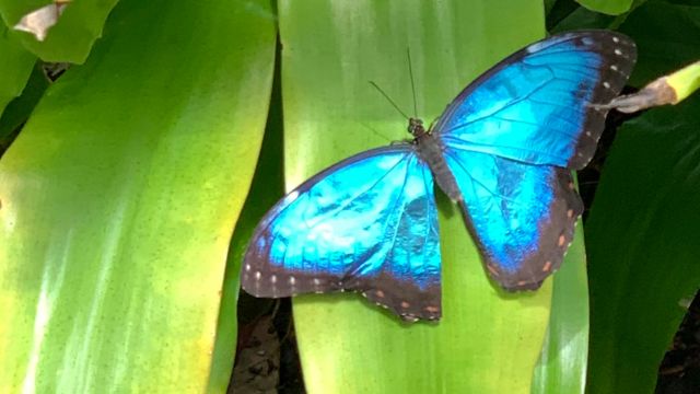 Discover Butterfly World, the largest butterfly park in the world, in ...