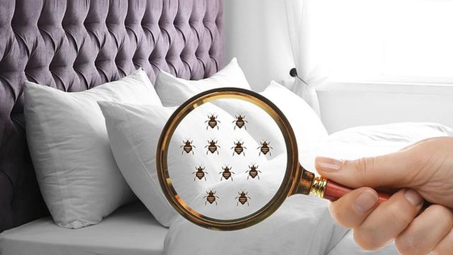 America’s 2nd Most Bed Bug-Infested City Is in New York | Entertainment ...