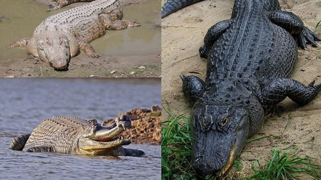 The Unlikely Sanctuary: How American Crocodiles Flourish at a Florida ...