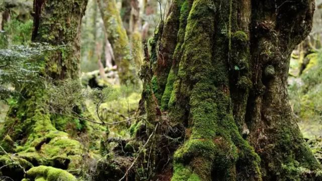 World's Oldest Forest Found in New York: A Glimpse into Prehistoric ...